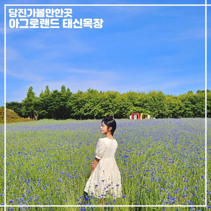 당진 아그로랜드 태신목장 수레국화 실시간 개화상황 입장료 할인 네이버 블로그