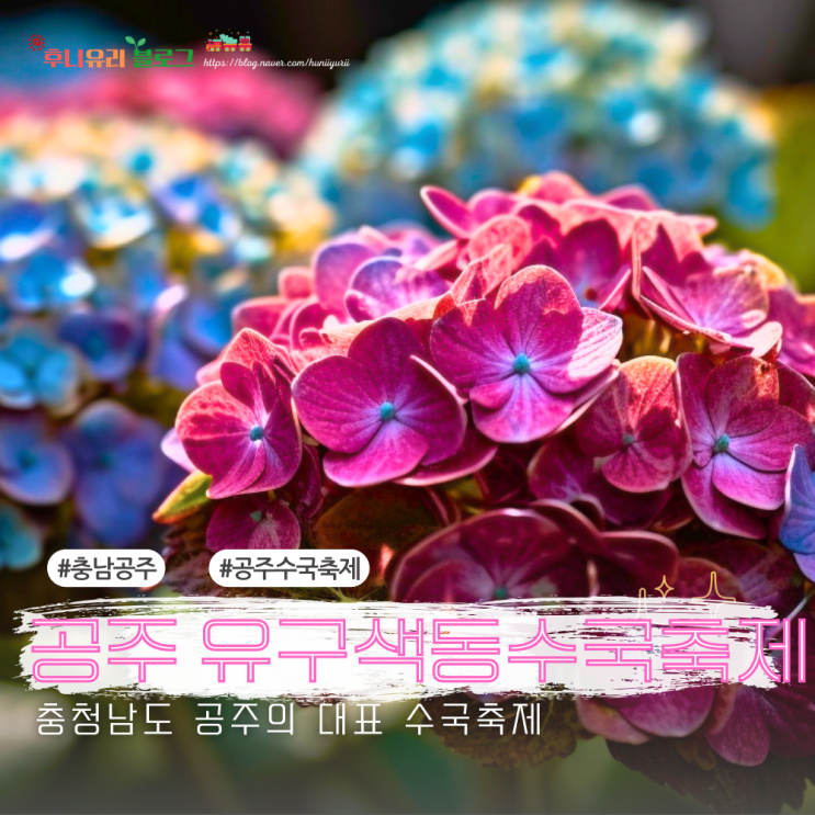 공주 유구 색동수국정원 꽃축제 기본정보 초대가수 충남 6월 여행지 네이버 블로그