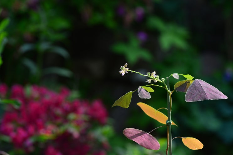 신기한 나무 나비플랜트 : 네이버 블로그