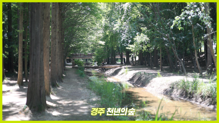경북 천년의 숲 길 데이트 코스 경주 산림환경연구원 비밀의 숲 외나무다리 포토존 네이버 블로그