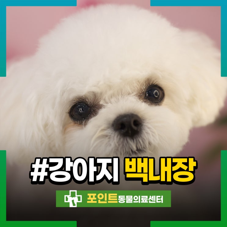 강아지 백내장 원인과 치료 방법 초기 증상까지 알려드릴게요 네이버 블로그