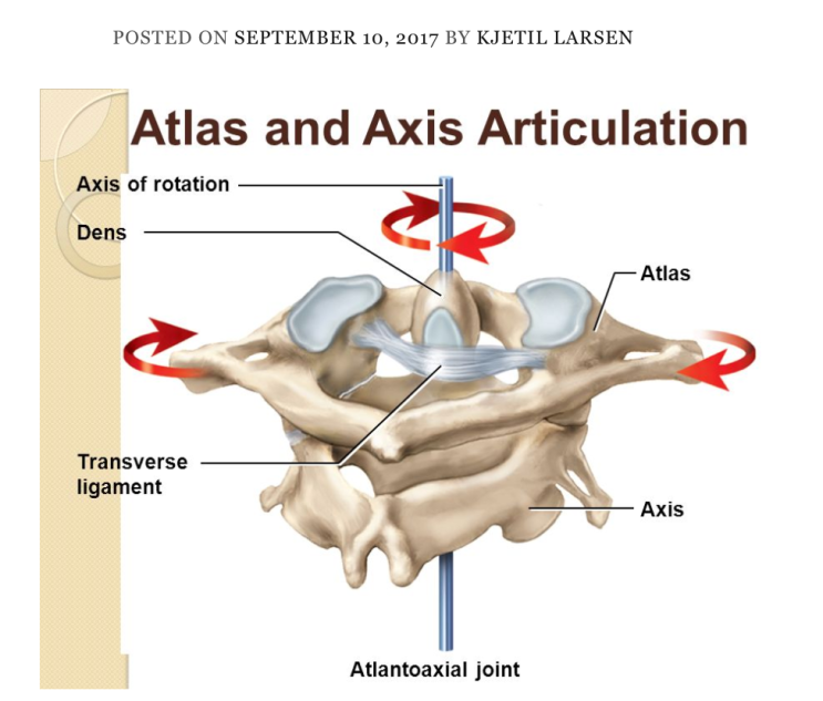 Atlas and Axis Articulation : 네이버 블로그