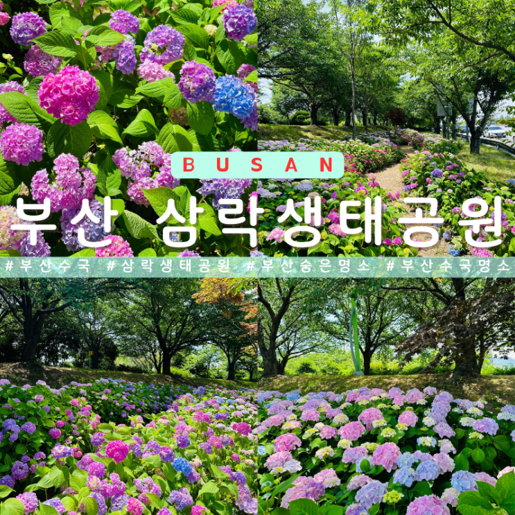 부산 수국명소 삼락생태공원 실시간 개화상황 주차 꿀팁 네이버 블로그