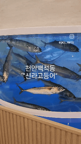 천안 백석동 고등어회 화덕생선구이맛집 신라고등어 네이버 블로그