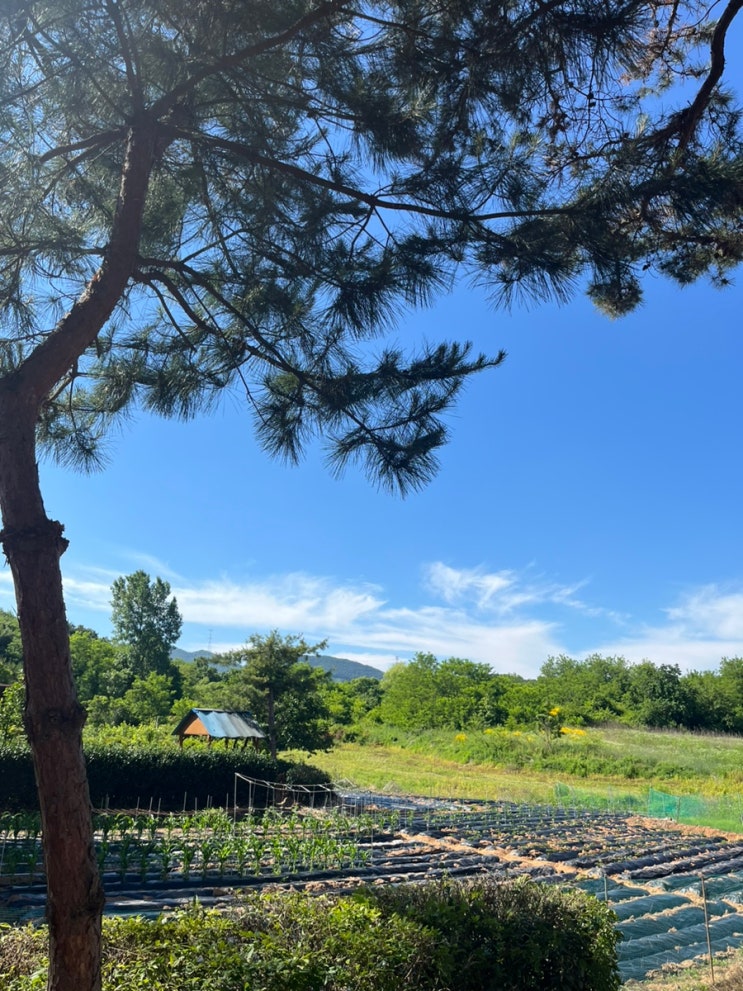 별 거 없지만 구경하실래오?!? 이건 저의 5월 일상이에오⛰️🌹👓🍺 : 네이버 블로그