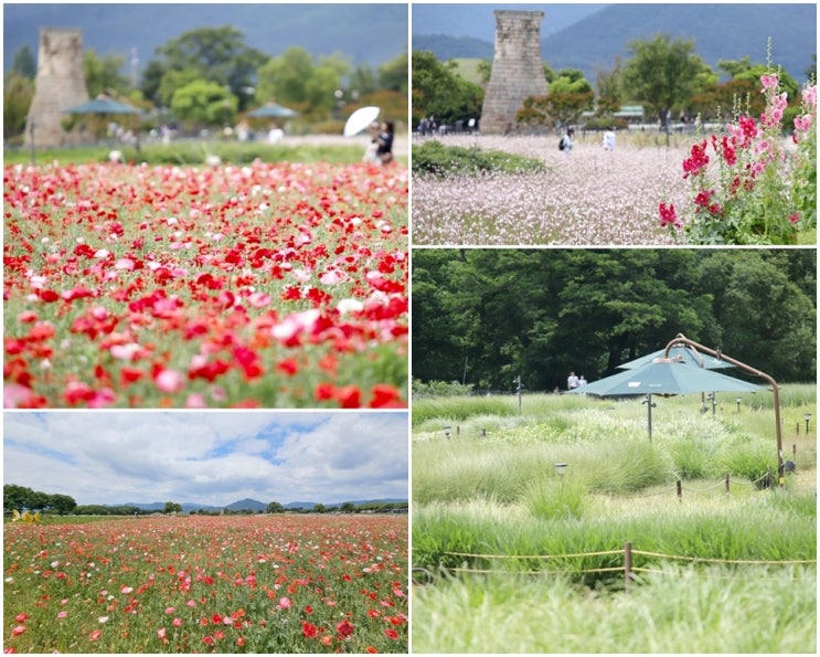 경주 사진찍기좋은곳 첨성대 양귀비 꽃밭 경주명소 6월 꽃구경 네이버 블로그