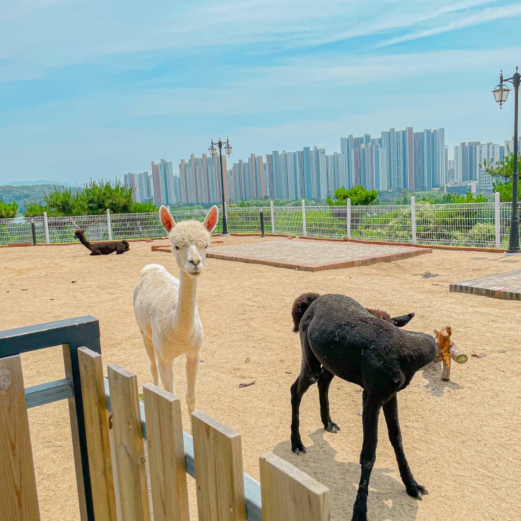 남양주 아기랑 갈만한 곳 파차 알파카 카페 네이버 블로그