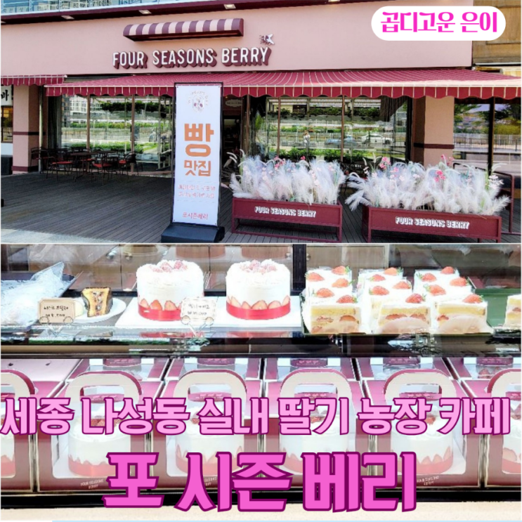 세종 나성동 카페 포시즌베리 실내 딸기농장이 있는 맛집 네이버 블로그