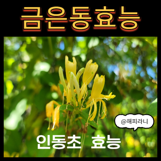 인동초 금은화 9가지 효능과 부작용 복용법의미와 꽃말 네이버 블로그