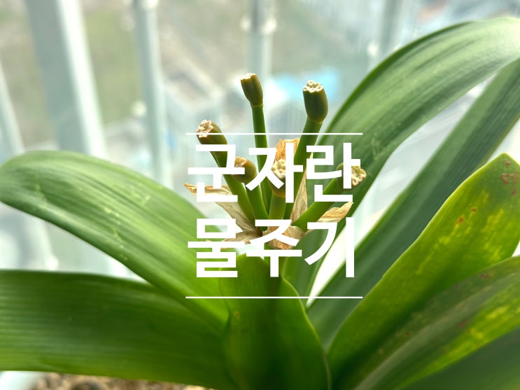 군자란 물주기 꽃대 군자란 꽃 분갈이 군자란키우기 네이버 블로그