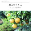 서귀포 숙소 제주 독채펜션 애견동반 가능 웨스티하우스 네이버 블로그