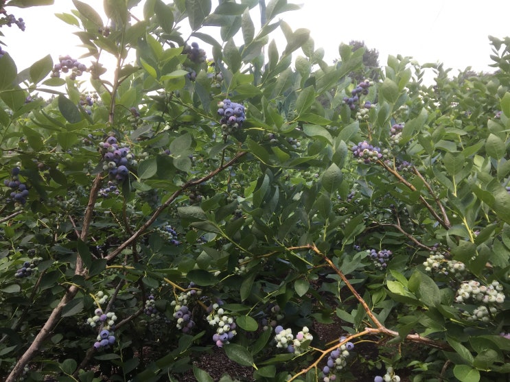 2024 블루베리 판매안내 : 네이버 블로그