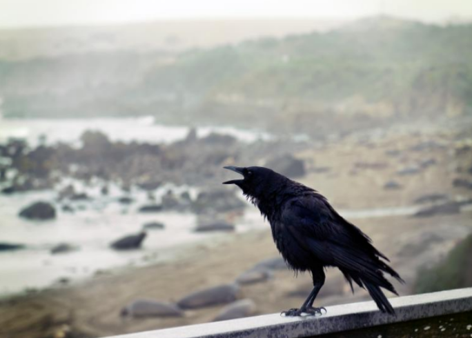 English diary 영어 일기 작문 Crows attack : 네이버 블로그