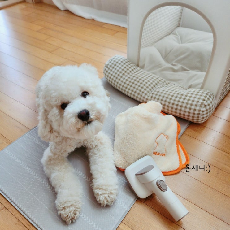 강아지 셀프 목욕 자주 하는 여름 아워 어스 펫타올 네이버 블로그
