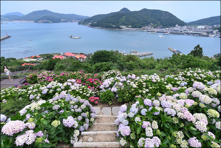 고흥 애도 수국 여행 수국 꽃말 키우기 물 주기까지 힐링파크 쑥섬 네이버 블로그