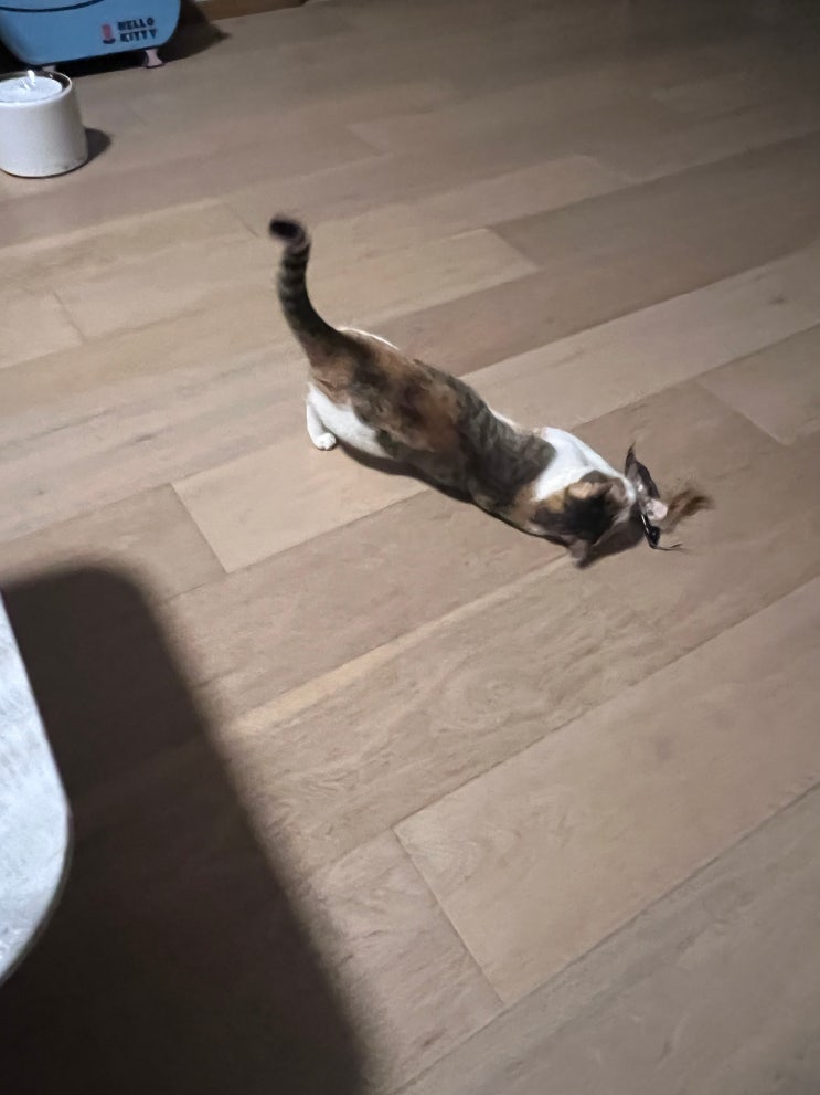 차숙희씨 이민준비 : 중국(쑤저우,소주)에서 한국으로 고양이 데려가기 (1) : 네이버 블로그