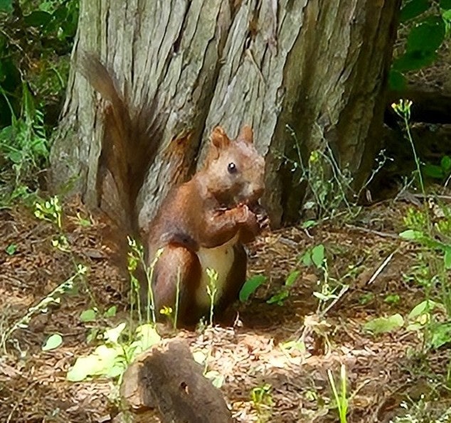 동물종류 다람쥐 청설모 차이, 애완 다람쥐키우기 방법은?(먹이 수명) : 네이버 블로그