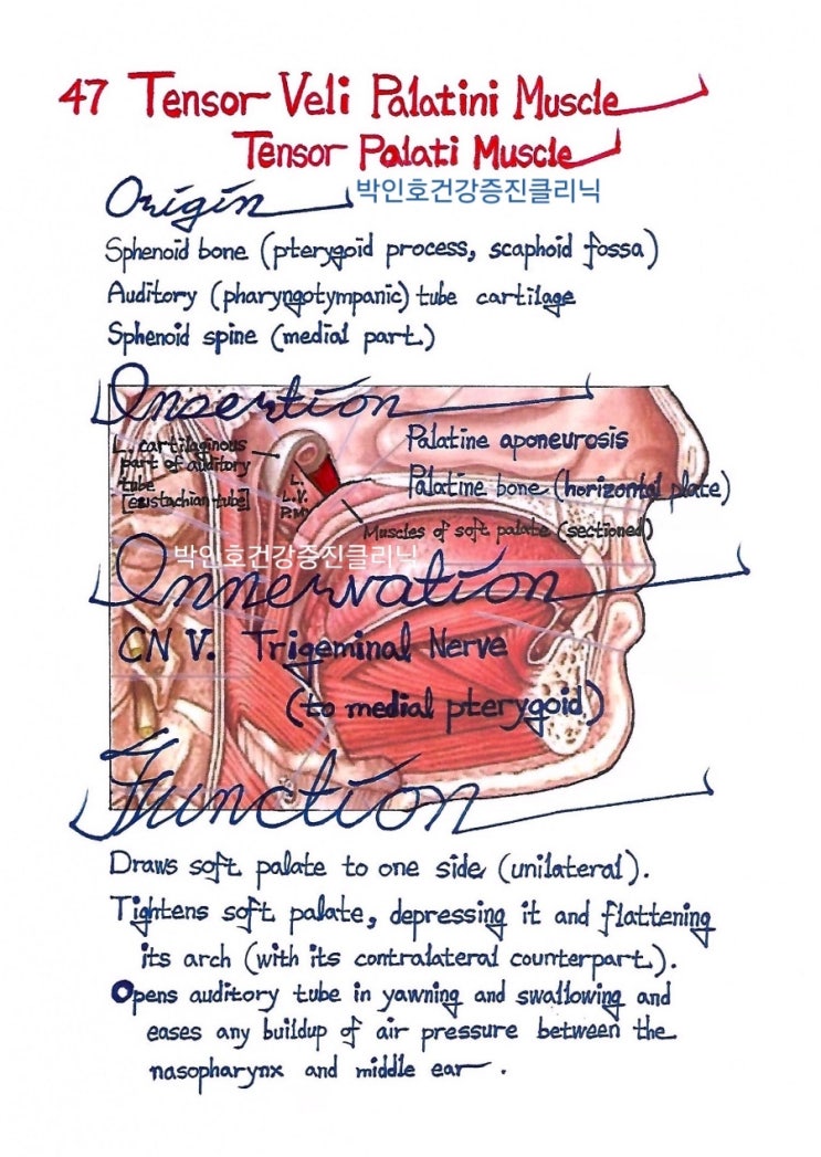 기능해부학 ⭐️47 입천장긴장근 ; 구개범장근 Tensor Veli Palatini Muscle ; Tensor Palati ...