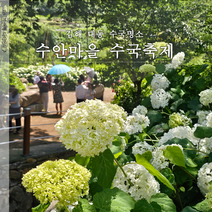 김해 수안마을 수국정원 실시간 수국 개화 상황 주차정보 네이버 블로그