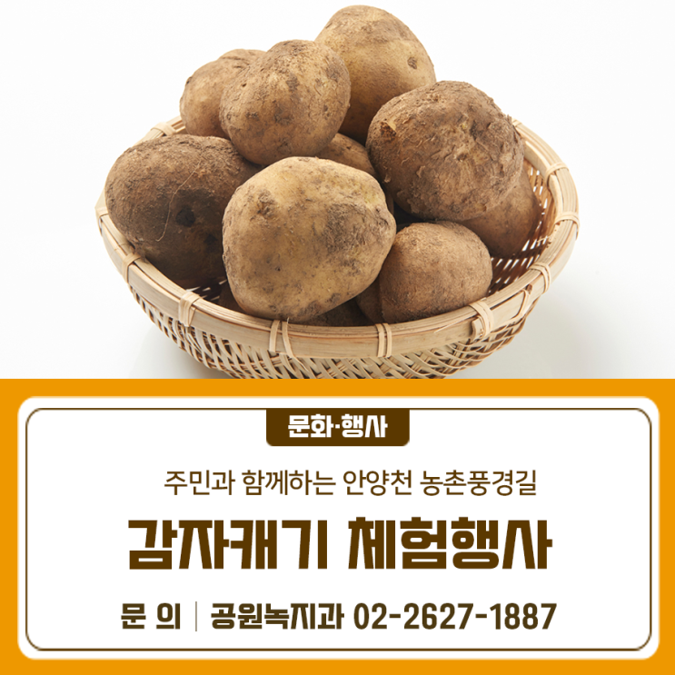 주민과 함께하는 안양천 농촌풍경길 감자캐기🥔 체험행사 참여자 모집 네이버 블로그