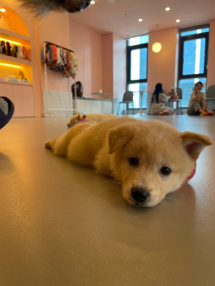 망우역 유기견 강아지카페 다시 사랑받개 : 네이버 블로그