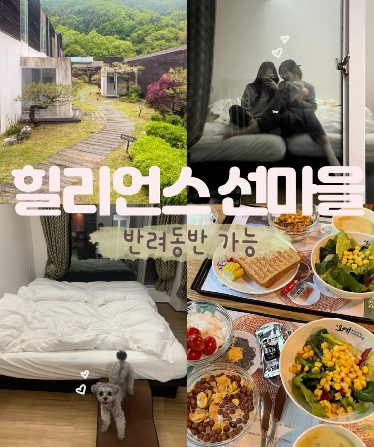 홍천 힐리언스 선마을 강아지와 애견동반 여행 조식 스파 트레킹코스 운동장 네이버 블로그