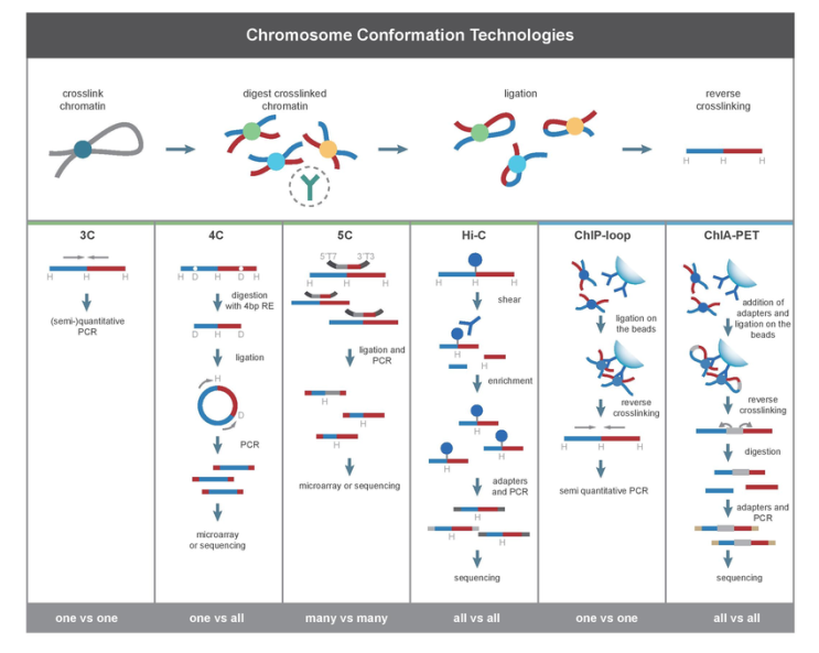 [생물정보학]Chromosome Conformation Technologies, chromosome 3D seq 기술(3C,4C ...