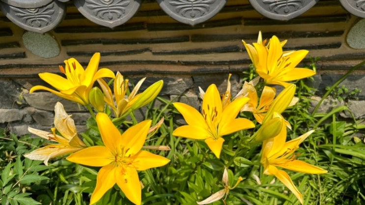 Lilium 노랑백합 yellow power : 네이버 블로그