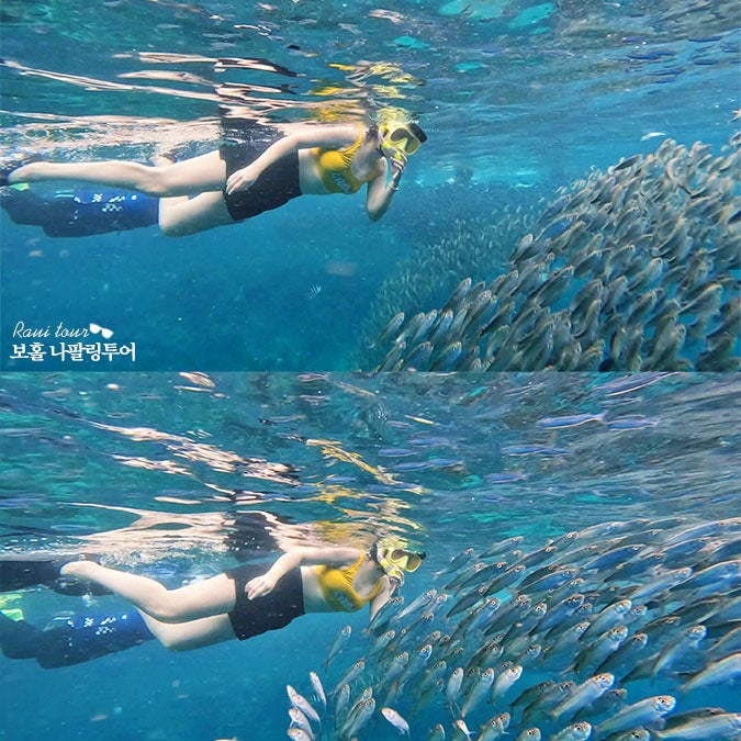 보홀 나팔링 투어 가격 스노쿨링 정어리떼 셀프보다 현지 업체 추천 네이버 블로그