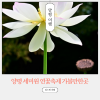 2024 양평 세미원 연꽃축제 연꽃수련 문화제 기본정보 네이버 블로그