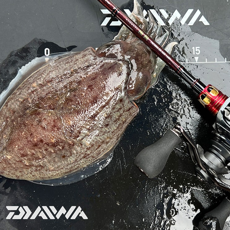 [낚시대전] 다이와 극예 교쿠에이 타코이카 EX AGS 165MH/H 입고되었습니다!! : 네이버 블로그