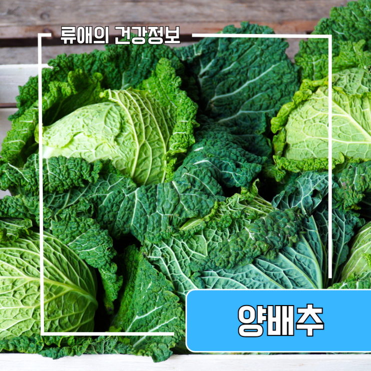 양배추 효능 생양배추 양배추즙 위영양제 네이버 블로그