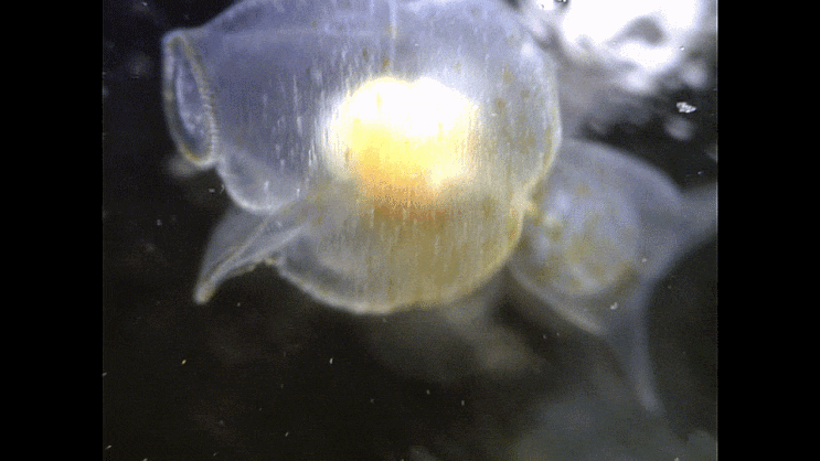 Pneumodermopsis canephora ヤサガタハダカカメガイ 부유생활하는 나각익족류-의 1종 : 네이버 블로그