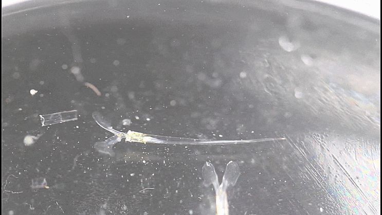 Creseis acicula (Rang, 1828) 떠돌이바늘고둥 ウキヅノガイ : 네이버 블로그