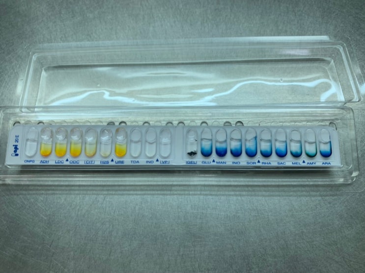 API 20E(Salmonella확인시험) : 네이버 블로그