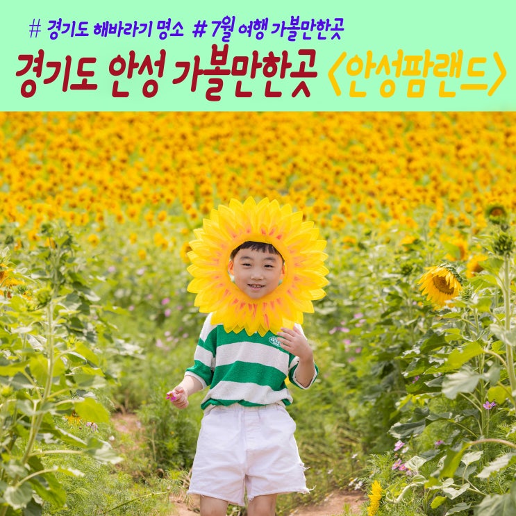 경기도 안성 가볼만한곳 안성팜랜드 해바라기 명소 꽃축제 안성팜랜드 공연 정보 : 네이버 블로그