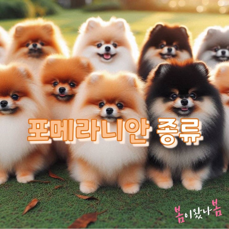 블랙 화이트 크림 파티 세이블 포메라니안 색상 종류 알아보기 블랙탄 네이버 블로그