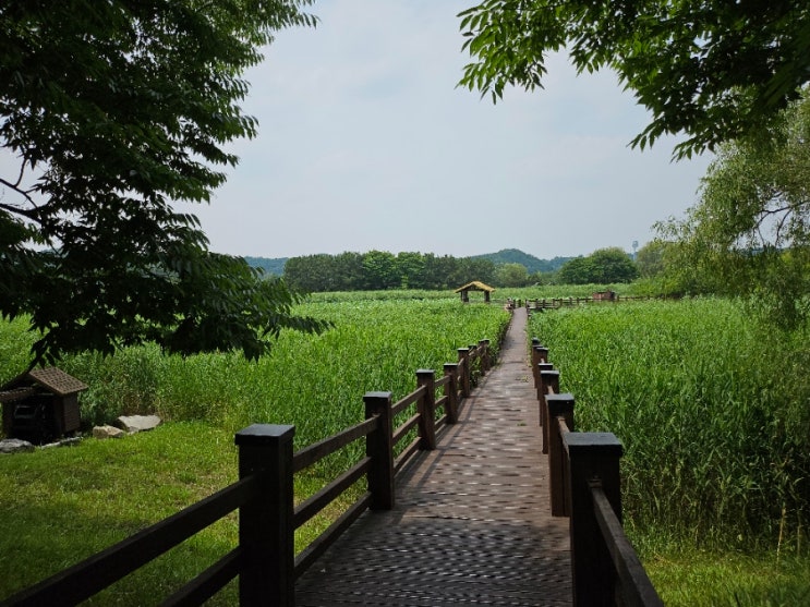 [groro]갈대습지공원의 나비 : 네이버 블로그