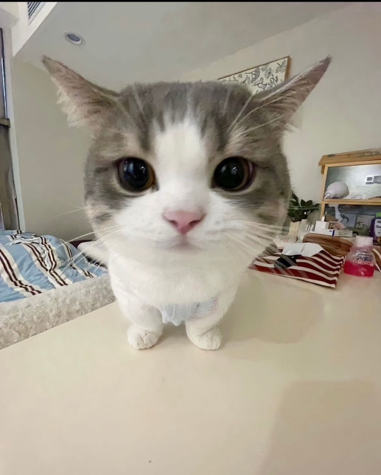 포토덤프 일상 시작.. : 네이버 블로그