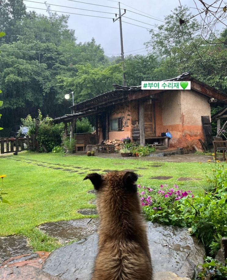 [충남/부여] 쉼을 즐기는 “수리재(다래방)” - 촌캉스 | 리틀포레스트 | 동물농장 | 비오는 수리재 : 네이버 블로그