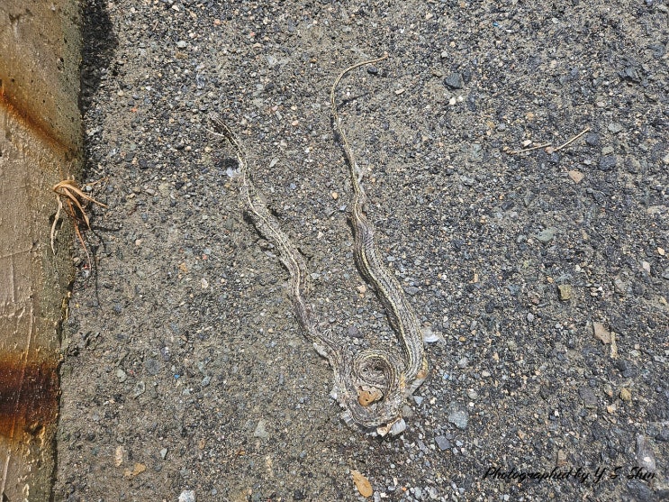 실뱀(Orientocoluber spinalis) : 네이버 블로그