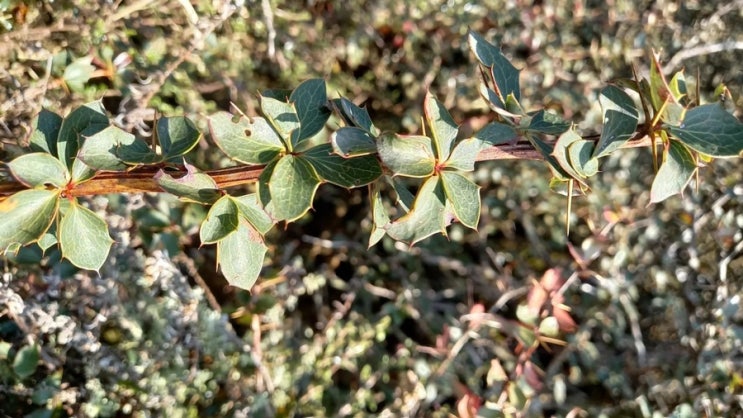 Berberis microphylla 마젤란매자나무 calafate 칼라파테 : 네이버 블로그