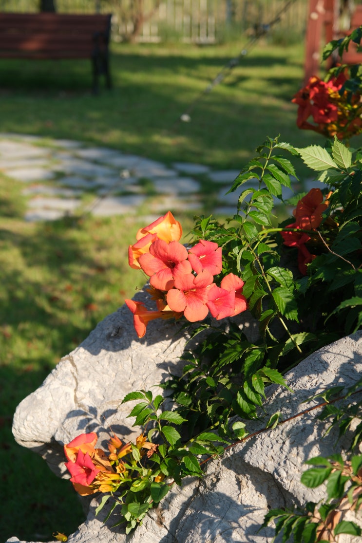 K헤밍웨이 용인양지점 정원에 능소화가 피었습니다. : 네이버 블로그