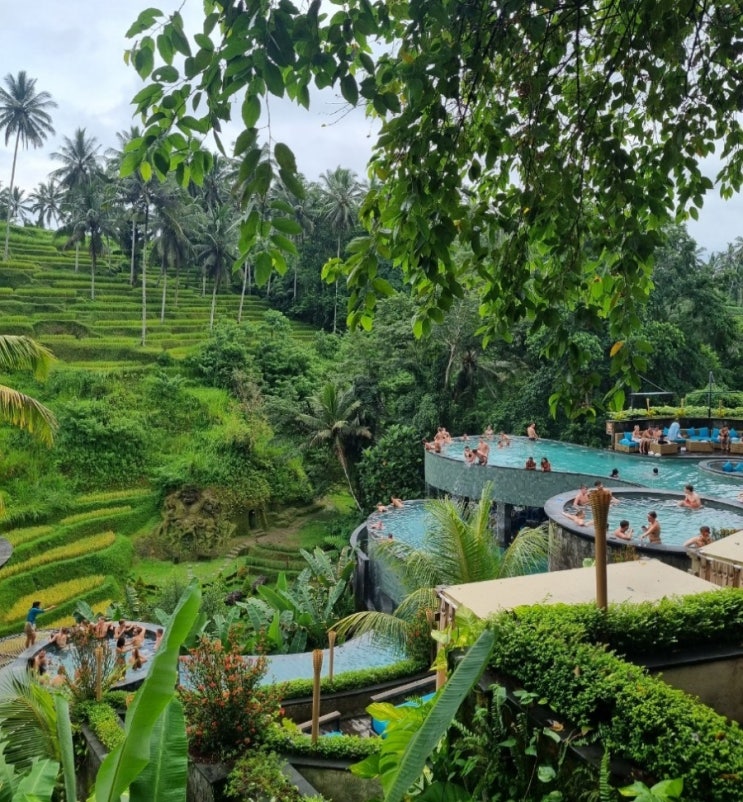 [발리20일]우붓 하루 코스-피손 우붓,Cretya Ubud(논뷰 수영장),Warung Kayana Pork Ribs(폭립 ...