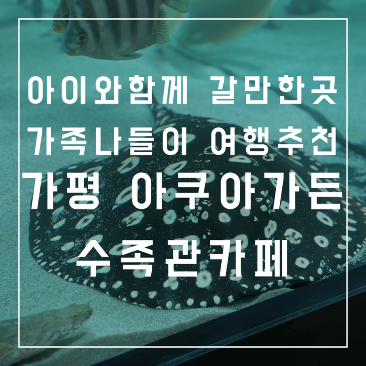 가평 아쿠아가든 수족관 카페 아이와 함께 갈만한 곳 가족 나들이 여행 추천 네이버 블로그