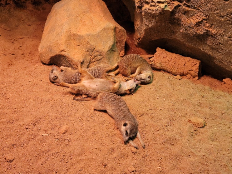 가평 실내동물원 아이와 가볼 만한 곳 신비동물원 요금표, 운영시간, 주차장 소개 및 솔직후기 : 네이버 블로그