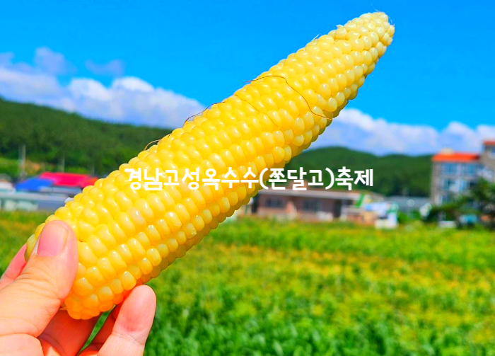 여름먹거리축제 제3회 경남 고성 옥수수 쫀달고 축제 엄홍길전시관 7월 네이버 블로그