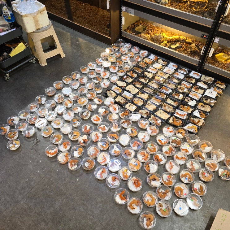 부산 파충류샵 더사파리매장 레오파드게코 300마리 신규 입고 기념 개체당 5만원 레전드 이벤트 진행중 입니다🤩 네이버 블로그