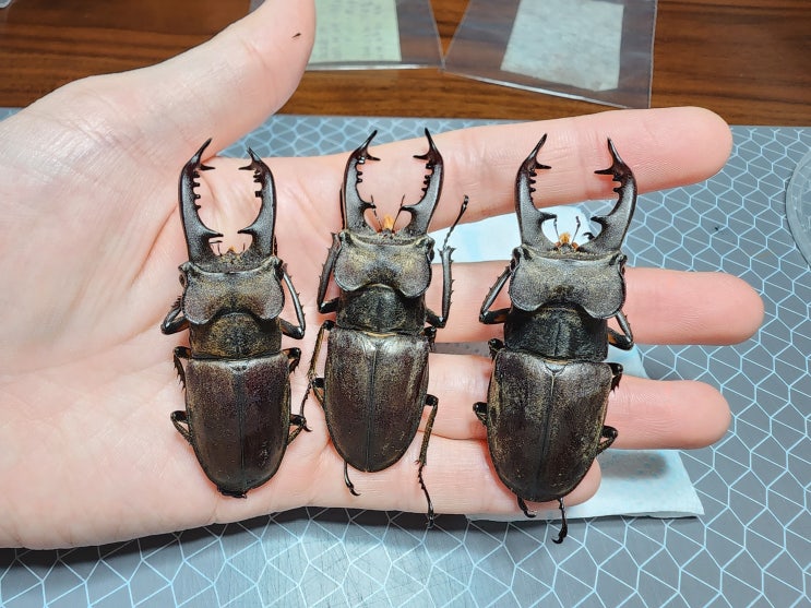 70mm up 사슴벌레 전족 (Lucanus dybowski dybowski) : 네이버 블로그