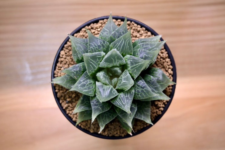 [일상] 하월시아 페어리(Fairy), 성장의 변화 : 네이버 블로그